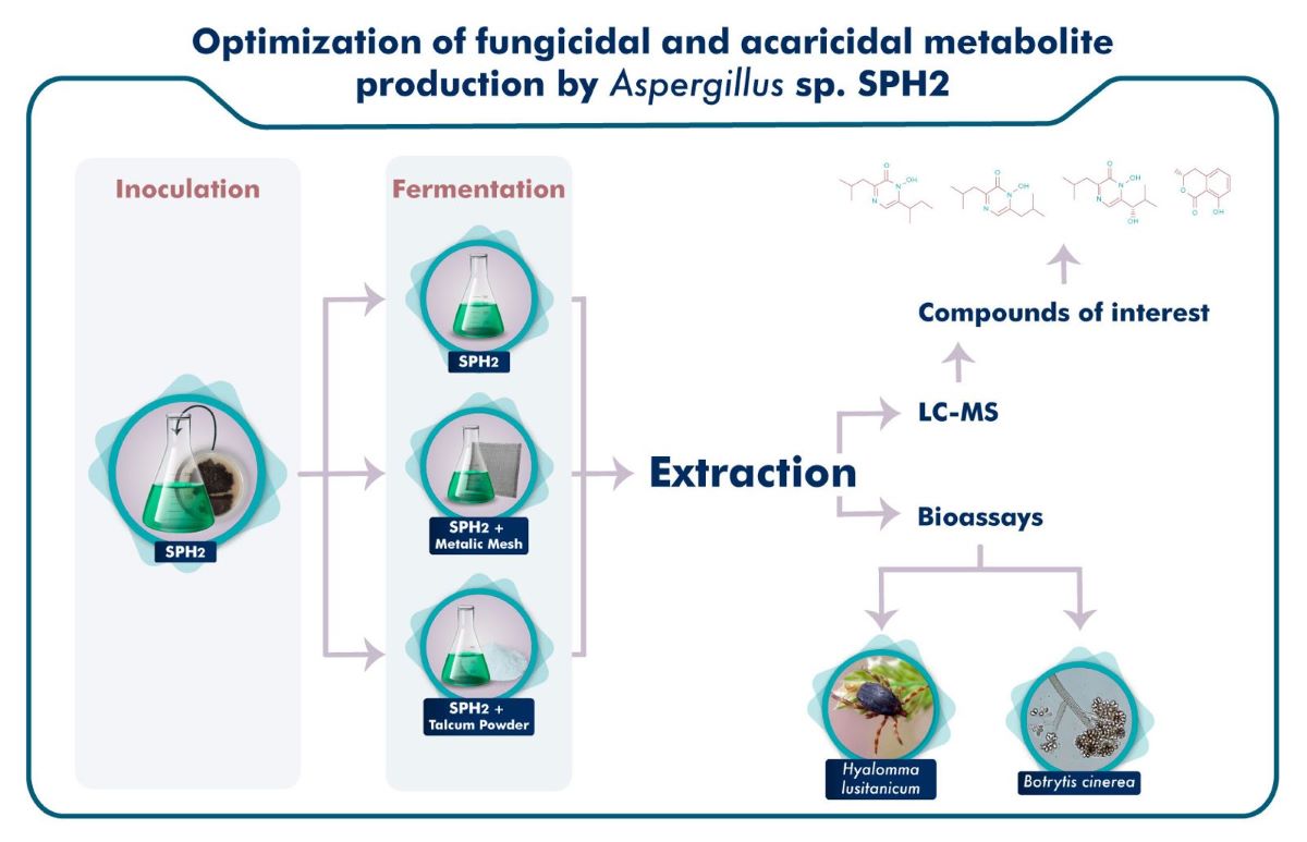 Optimization of Fungicidal and Acaricidal Metabolite Production by Aspergillus sp. SPH2[v1 ...
